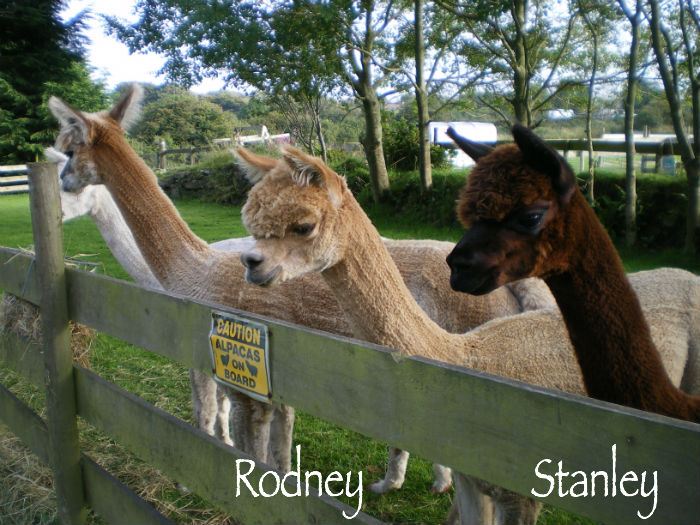 Little Hamlet Alpacas